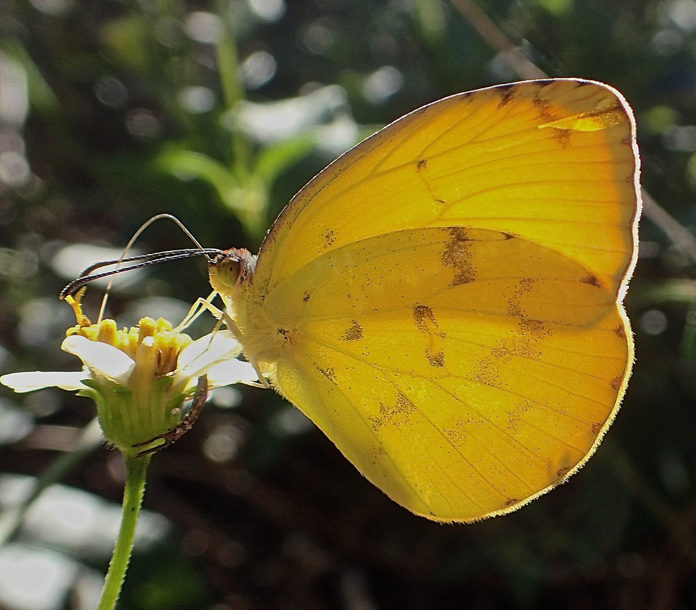 Sighting by Allen Belden, 12/12/2017, in Florida | NABA Butterfly Sightings