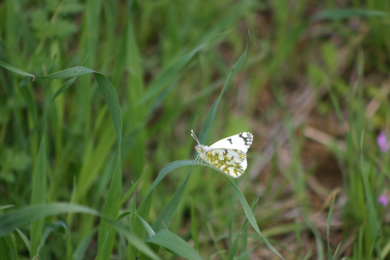 Sightings for March 2014 | NABA Butterfly Sightings