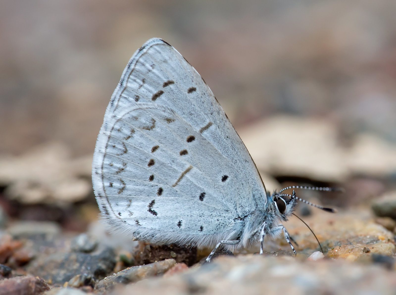 Sighting by Dennis Holmes, 3/08/2014, in California | NABA Butterfly ...