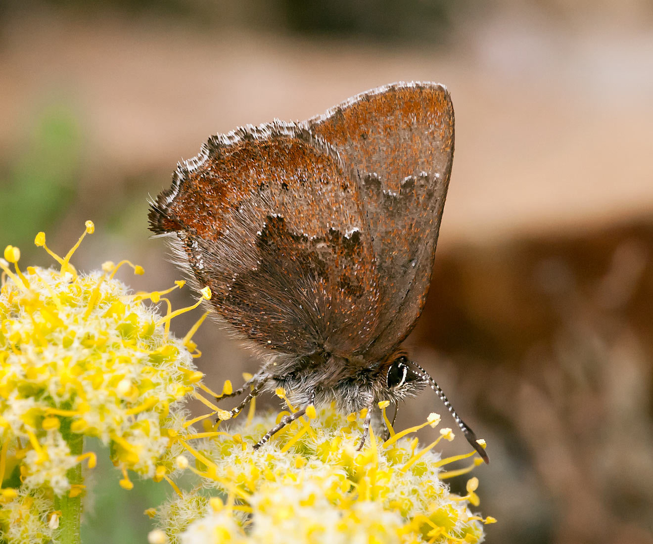 Sightings for March 2014 | NABA Butterfly Sightings