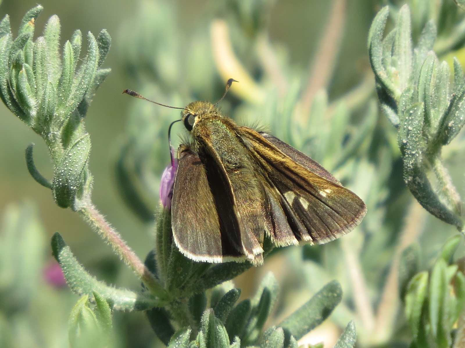 Sighting by David H. Bartholomew, 5/13/2018, in California | NABA ...