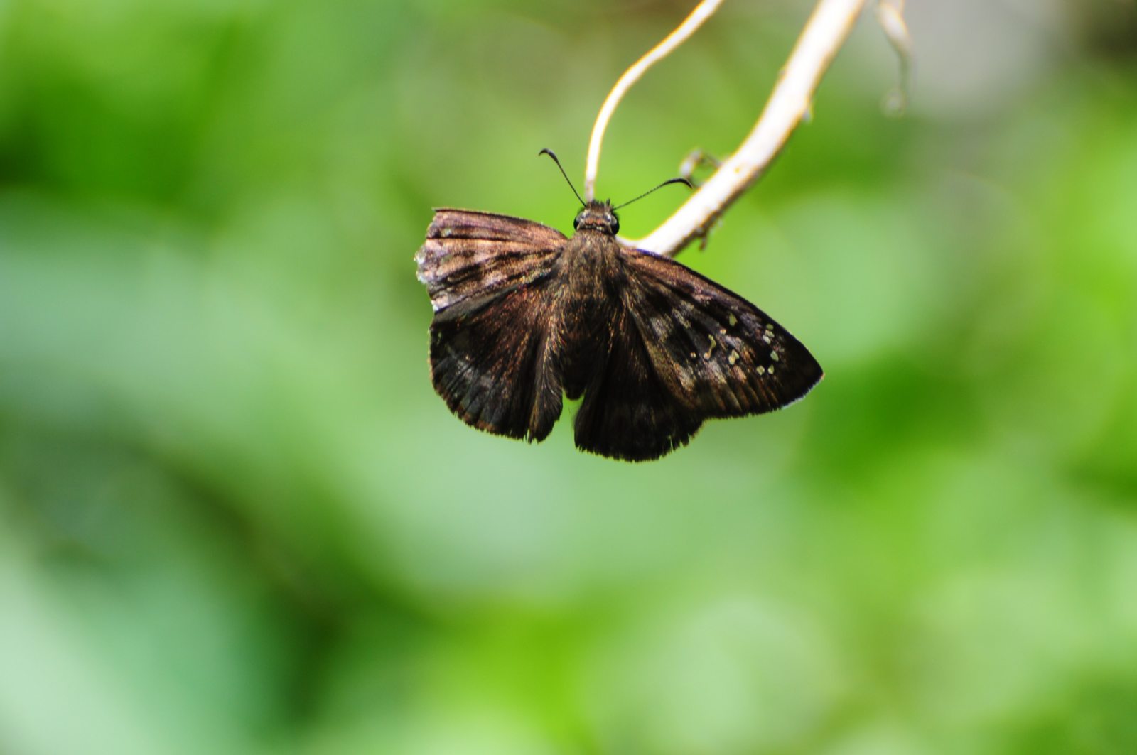 Sightings for March 2014 | NABA Butterfly Sightings