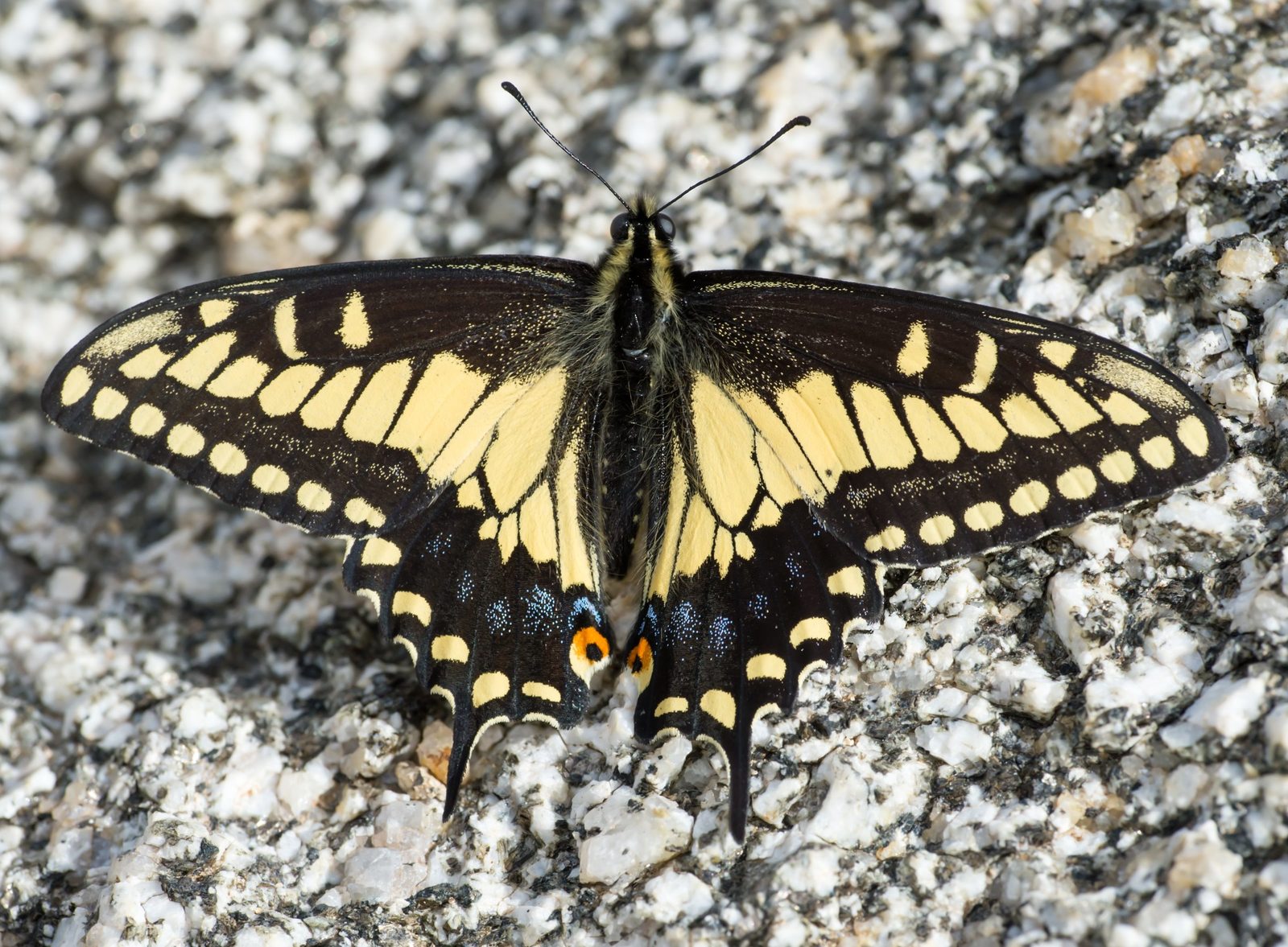 Sighting by Dennis Holmes, 4/04/2014, in California | NABA Butterfly ...