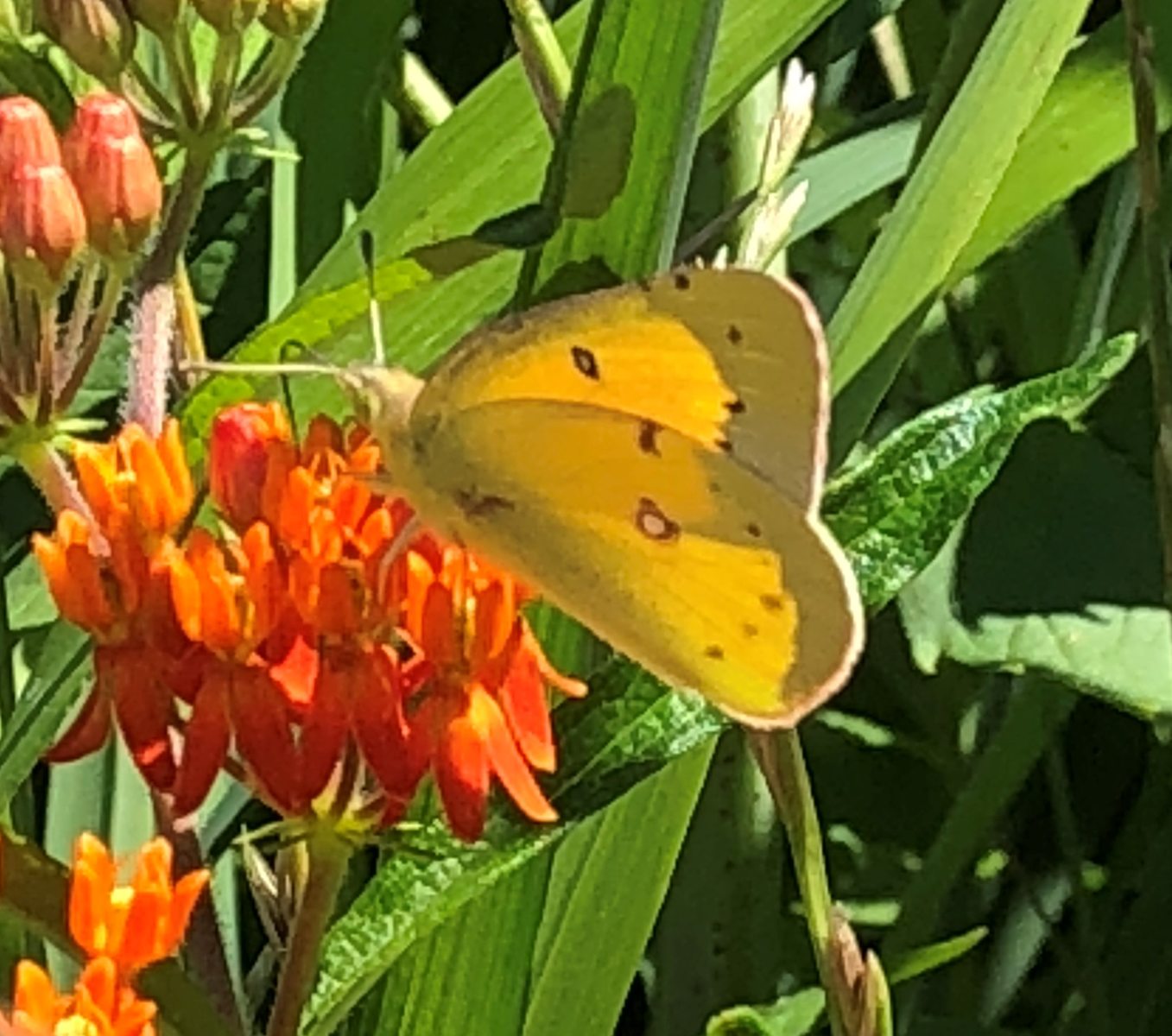 Sighting by Michael Troyan, 7/08/2018, in New York | NABA Butterfly ...
