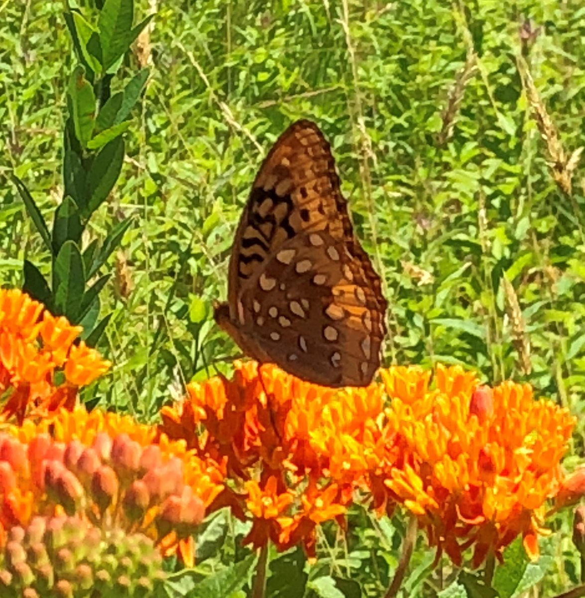 Sighting by Michael Troyan, 7/08/2018, in New York | NABA Butterfly ...