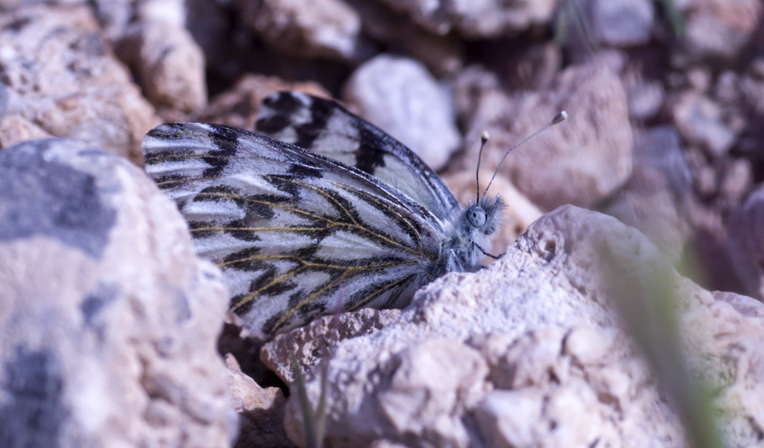 Sighting by Dennis Holmes, 4/14/2019, in Nevada | NABA Butterfly Sightings
