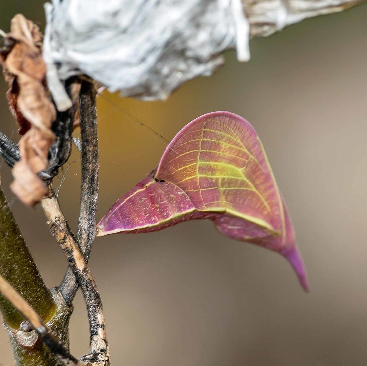 Sighting by Ken Wilson, 4/28/2019, in California | NABA Butterfly Sightings
