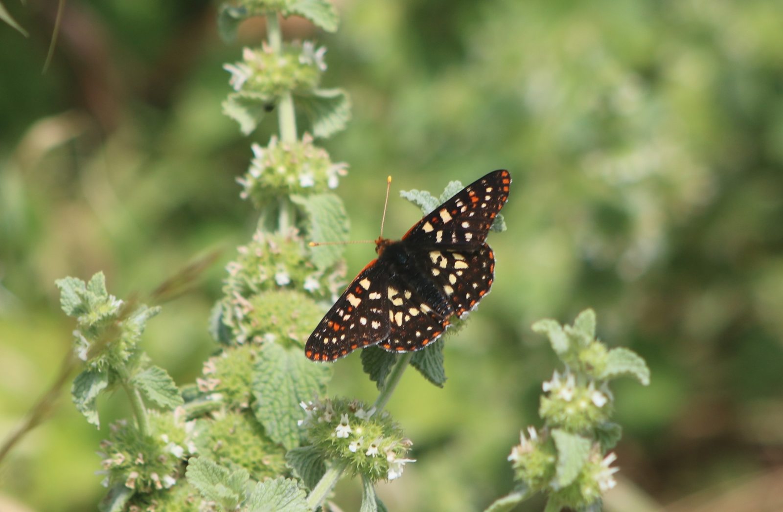 Sighting by John Heyse, 5/20/2019, in California | NABA Butterfly Sightings