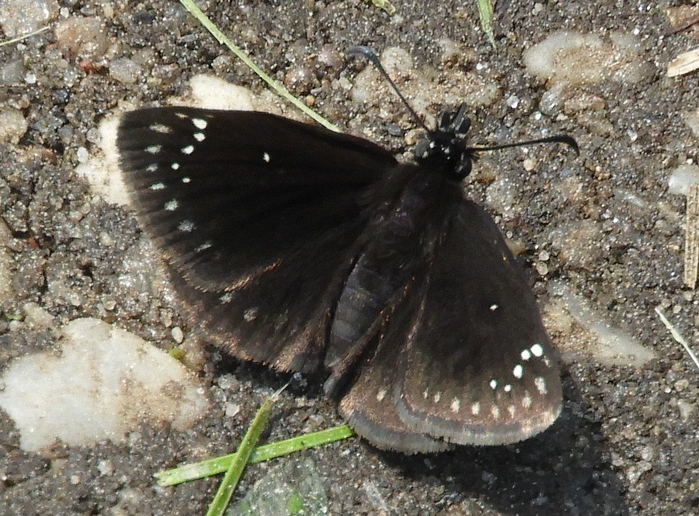 Sighting by Michael Troyan, 5/20/2019, in New York | NABA Butterfly ...
