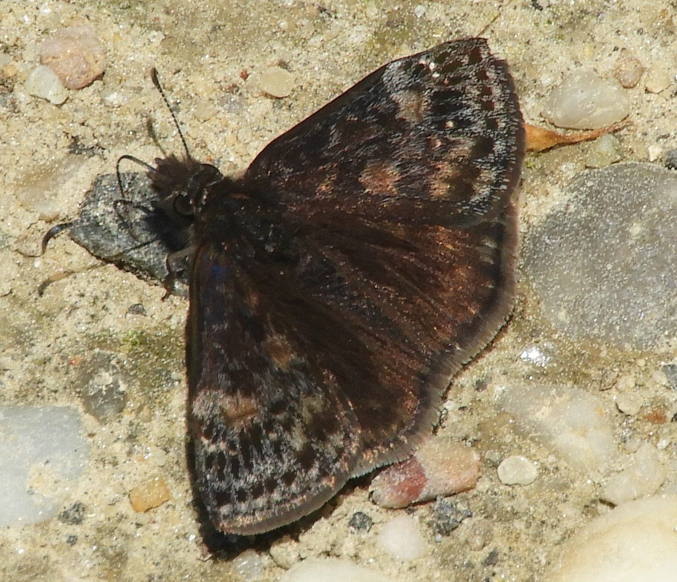 Sighting by Michael Troyan, 5/20/2019, in New York | NABA Butterfly ...
