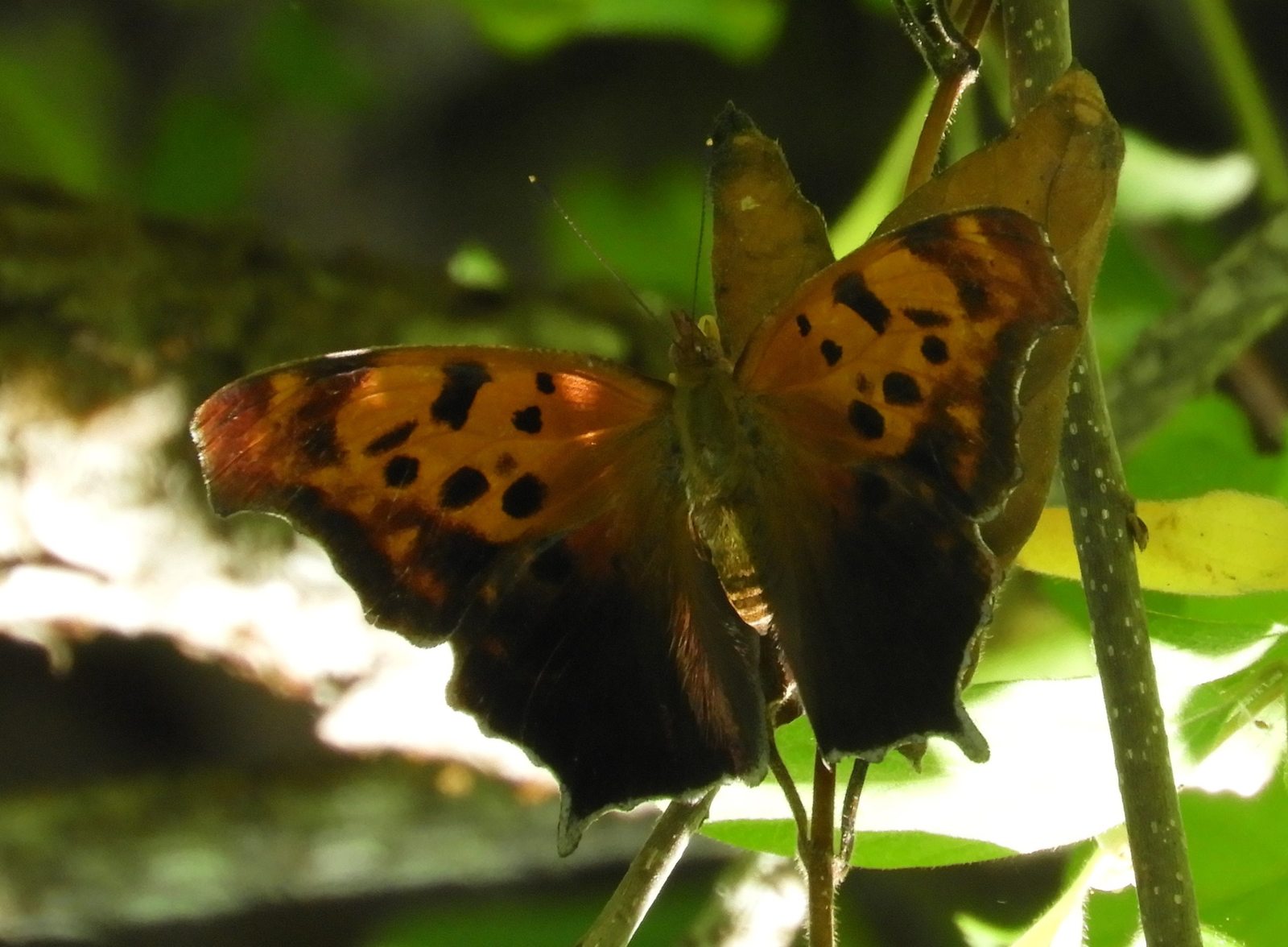 Sighting by Michael Troyan, 5/20/2019, in New York | NABA Butterfly ...