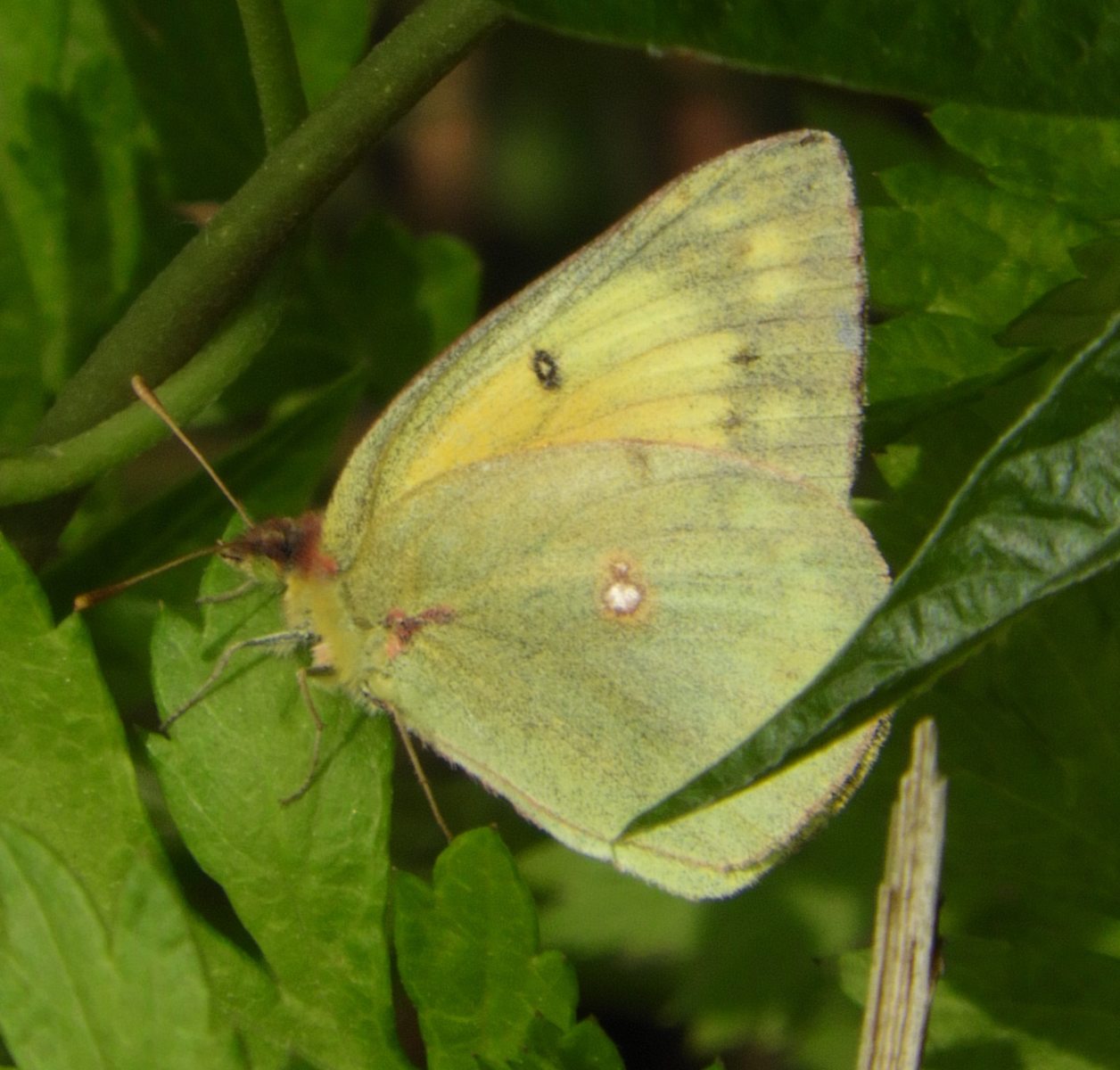 Sighting by Michael Troyan, 5/22/2019, in New York | NABA Butterfly ...