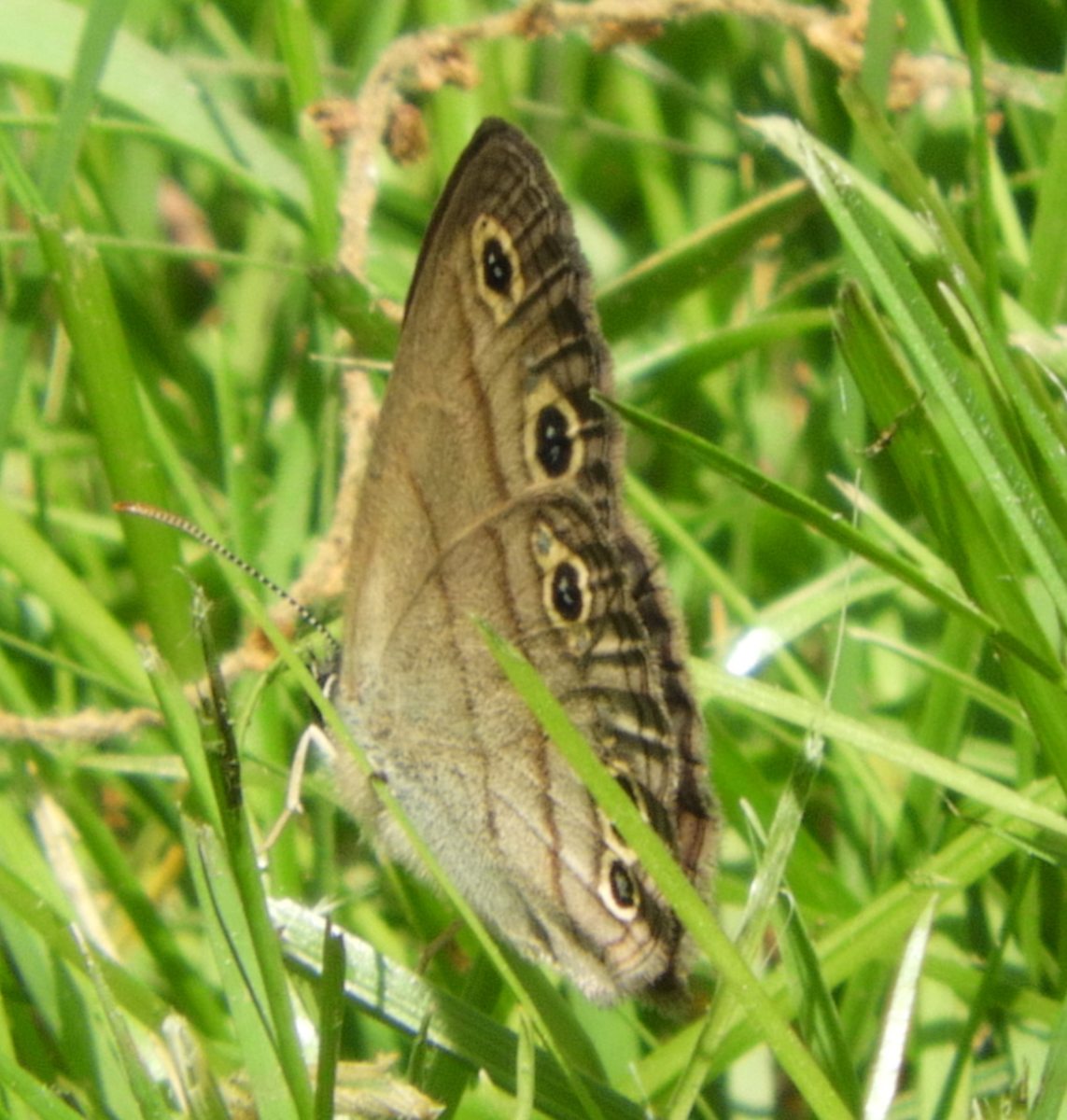 Sighting by Michael Troyan, 5/22/2019, in New York | NABA Butterfly ...