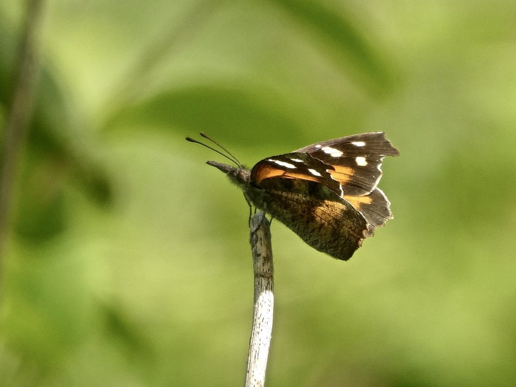 Sighting by Jeffrey Rabkin, 5/22/2019, in New York | NABA Butterfly ...