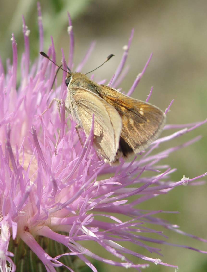 Sighting by Jan Chu, 7/02/2014, in Colorado | NABA Butterfly Sightings