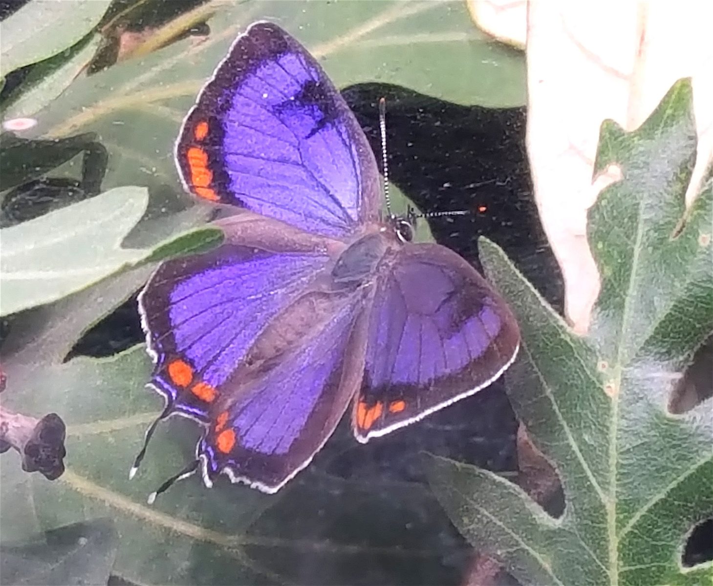 Sighting by William D. Beck, 6/29/2019, in Arizona | NABA Butterfly ...