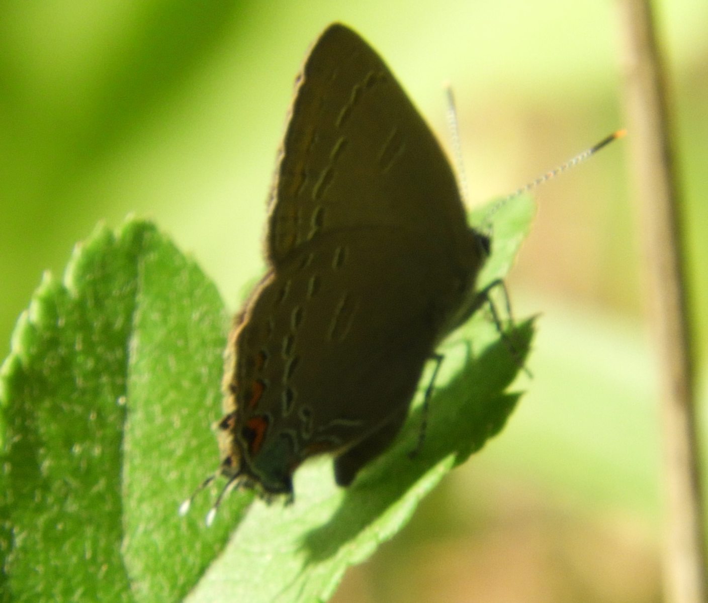 Sighting by Mike Troyan, 7/02/2019, in New York | NABA Butterfly Sightings