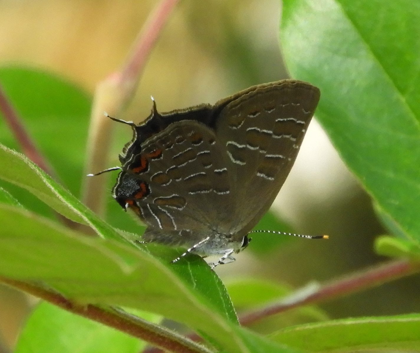 Sighting by Mike Troyan, 7/09/2019, in New York | NABA Butterfly Sightings