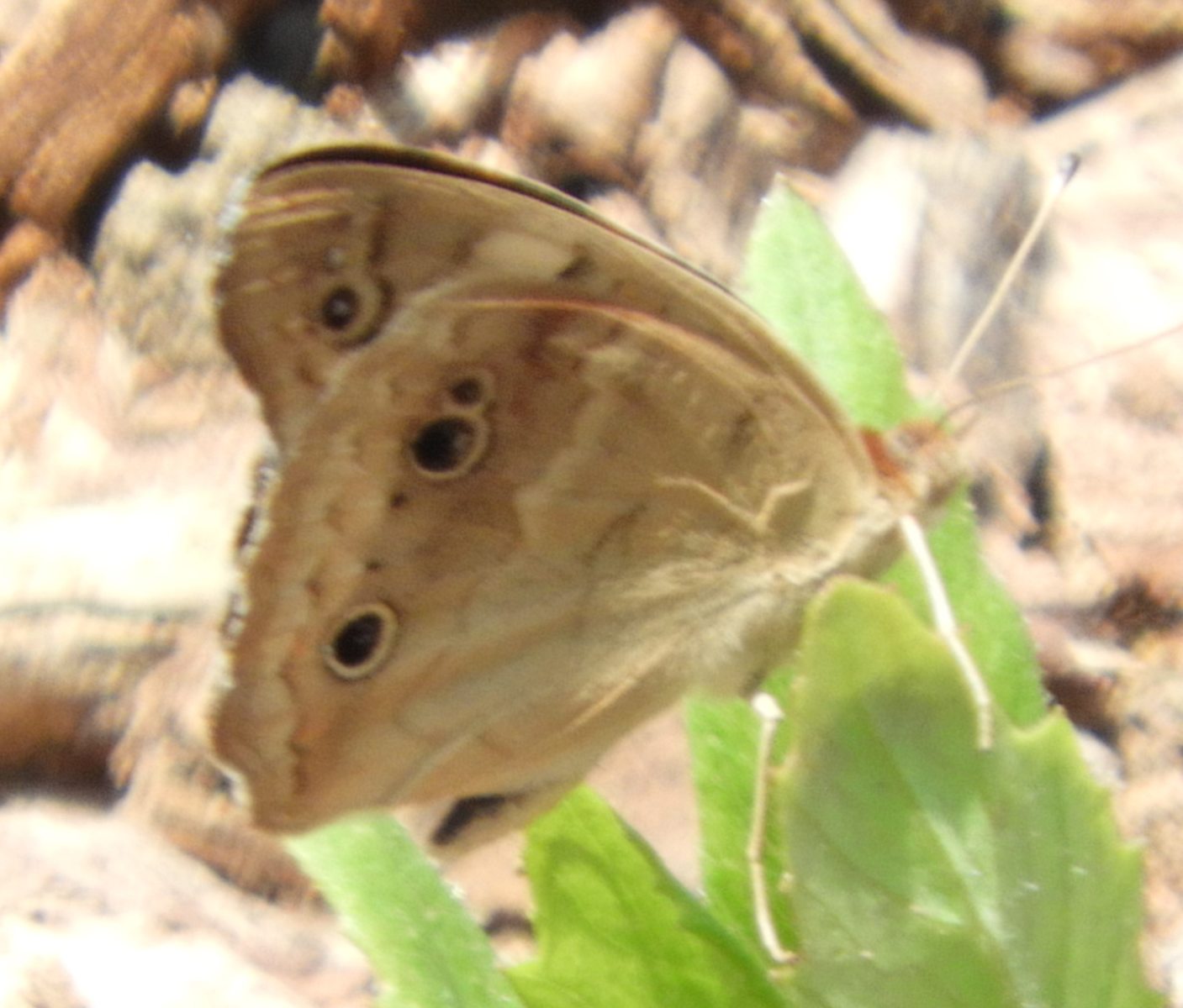 Sighting by Mike Troyan, 7/09/2019, in New York | NABA Butterfly Sightings