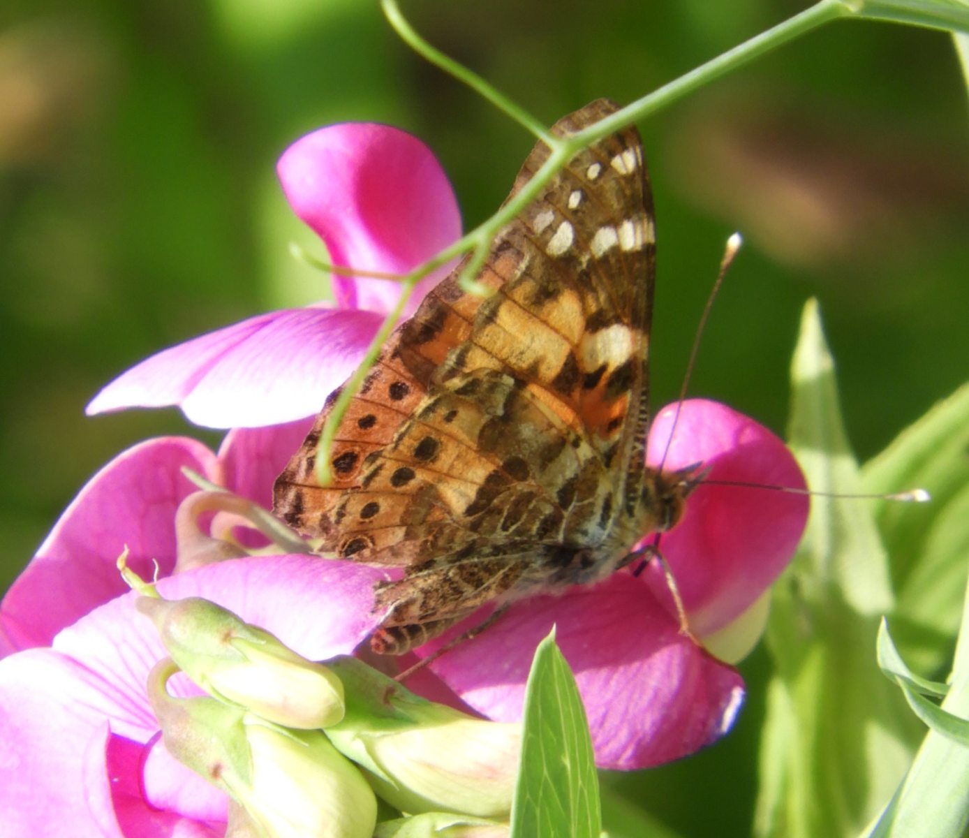 Sighting by Mike Troyan, 7/09/2019, in New York | NABA Butterfly Sightings