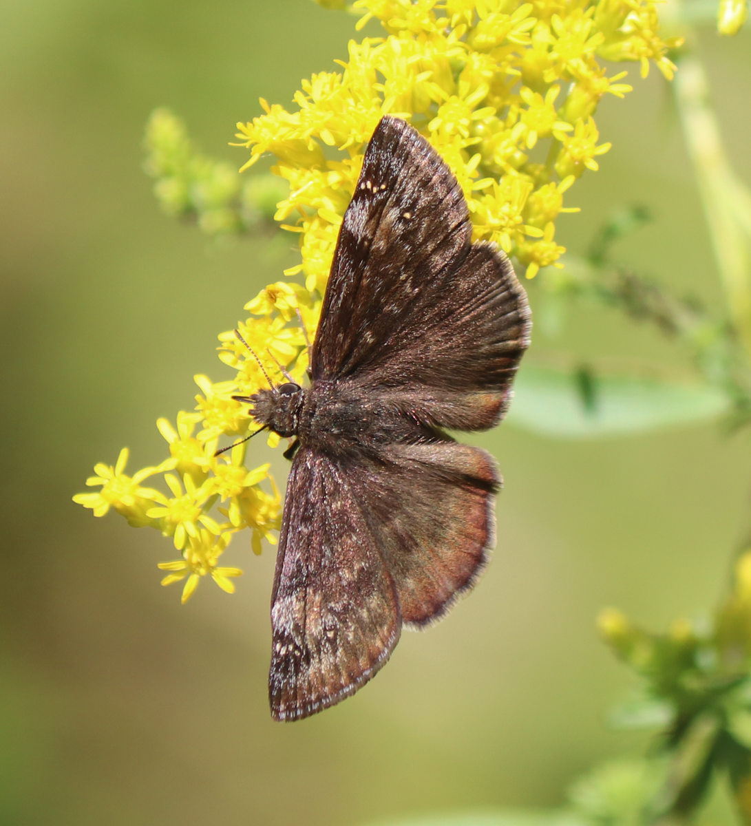 Sighting by Shelby Heeter, 8/05/2019, in New Hampshire | NABA Butterfly ...