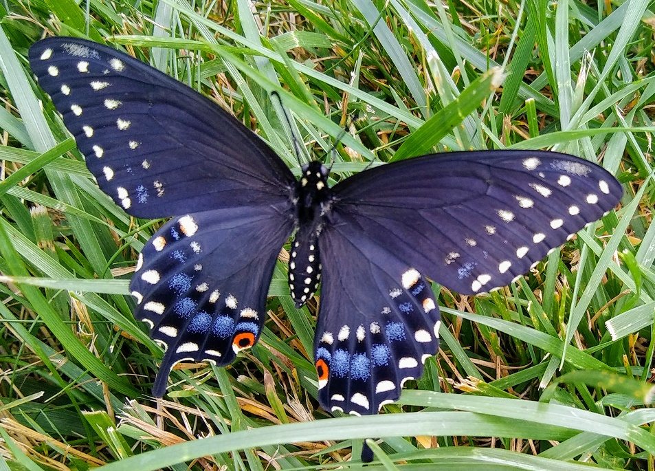 Sighting by Melissa Bruesehoff, 8/11/2019, in Michigan | NABA Butterfly ...