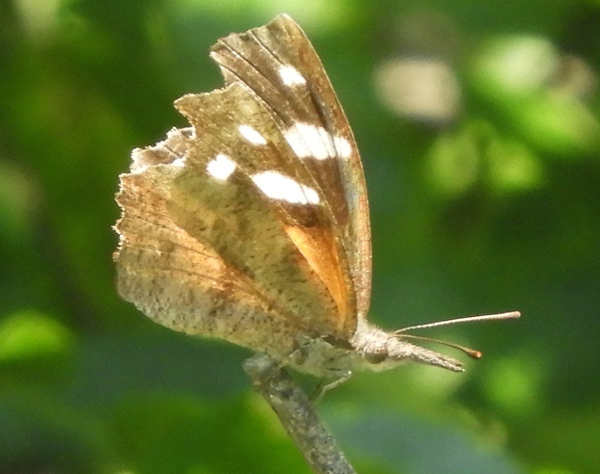 Sighting by Mike Troyan, 8/29/2019, in New York | NABA Butterfly Sightings