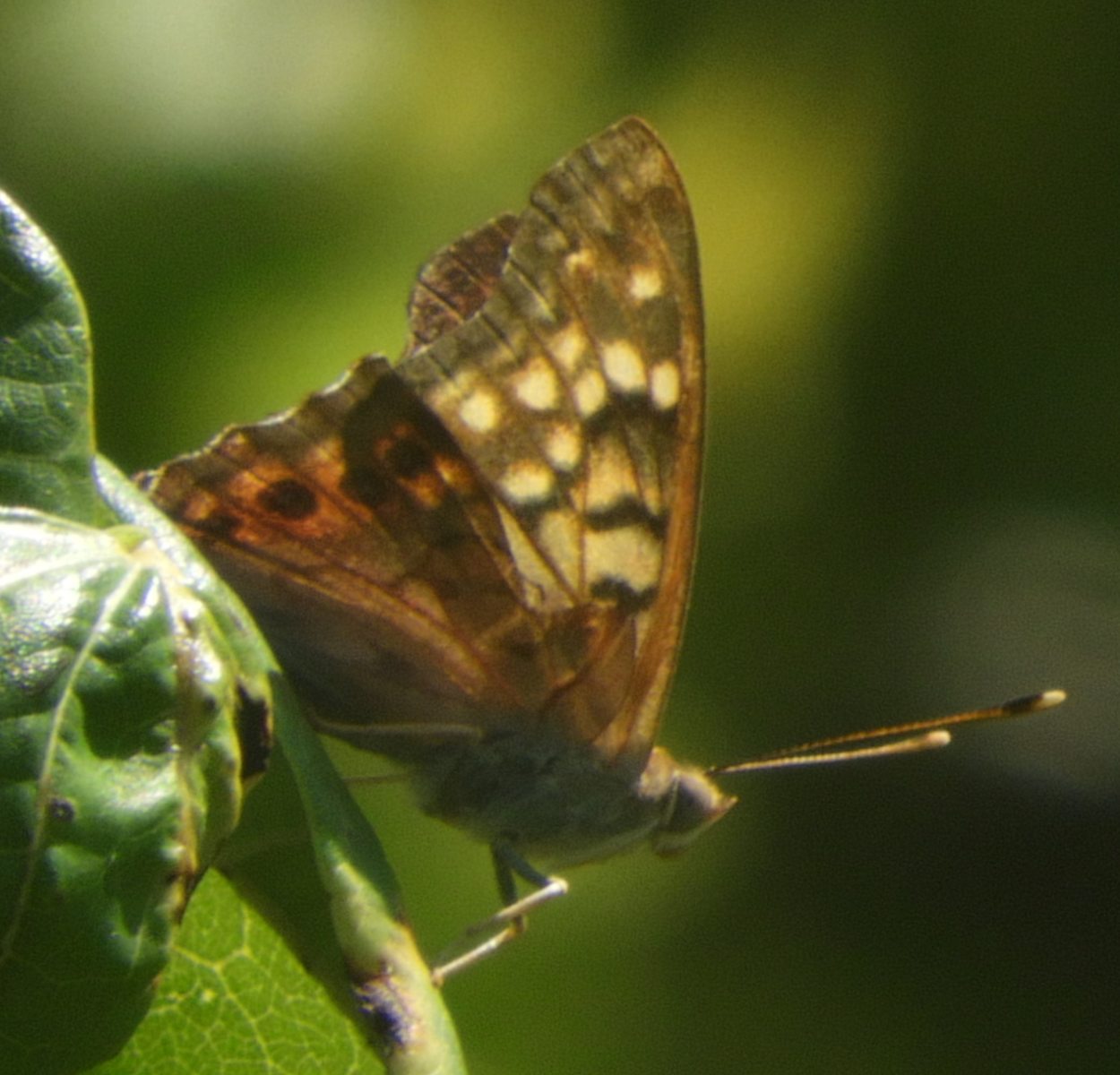 Sighting by Mike Troyan, 8/29/2019, in New York | NABA Butterfly Sightings
