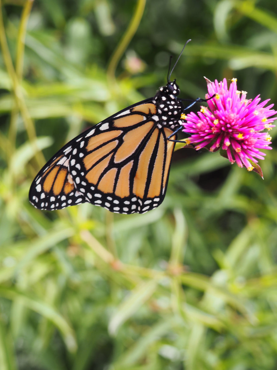 Sighting by Glenn Koppel, 8/28/2019, in Maine | NABA Butterfly Sightings