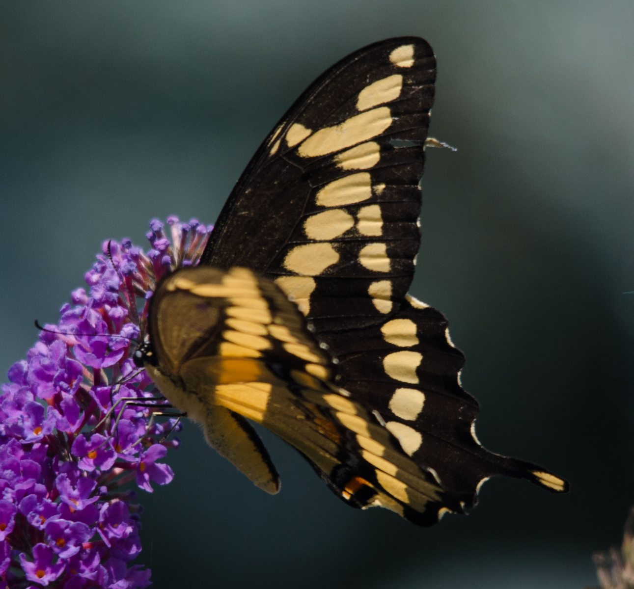 Sighting by Sue Sutherland, 8/11/2014, in Connecticut | NABA Butterfly ...
