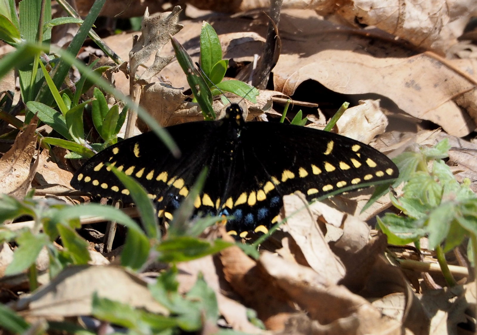 Sighting by Joanne Langabee, 4/19/2020, in Nebraska | NABA Butterfly ...