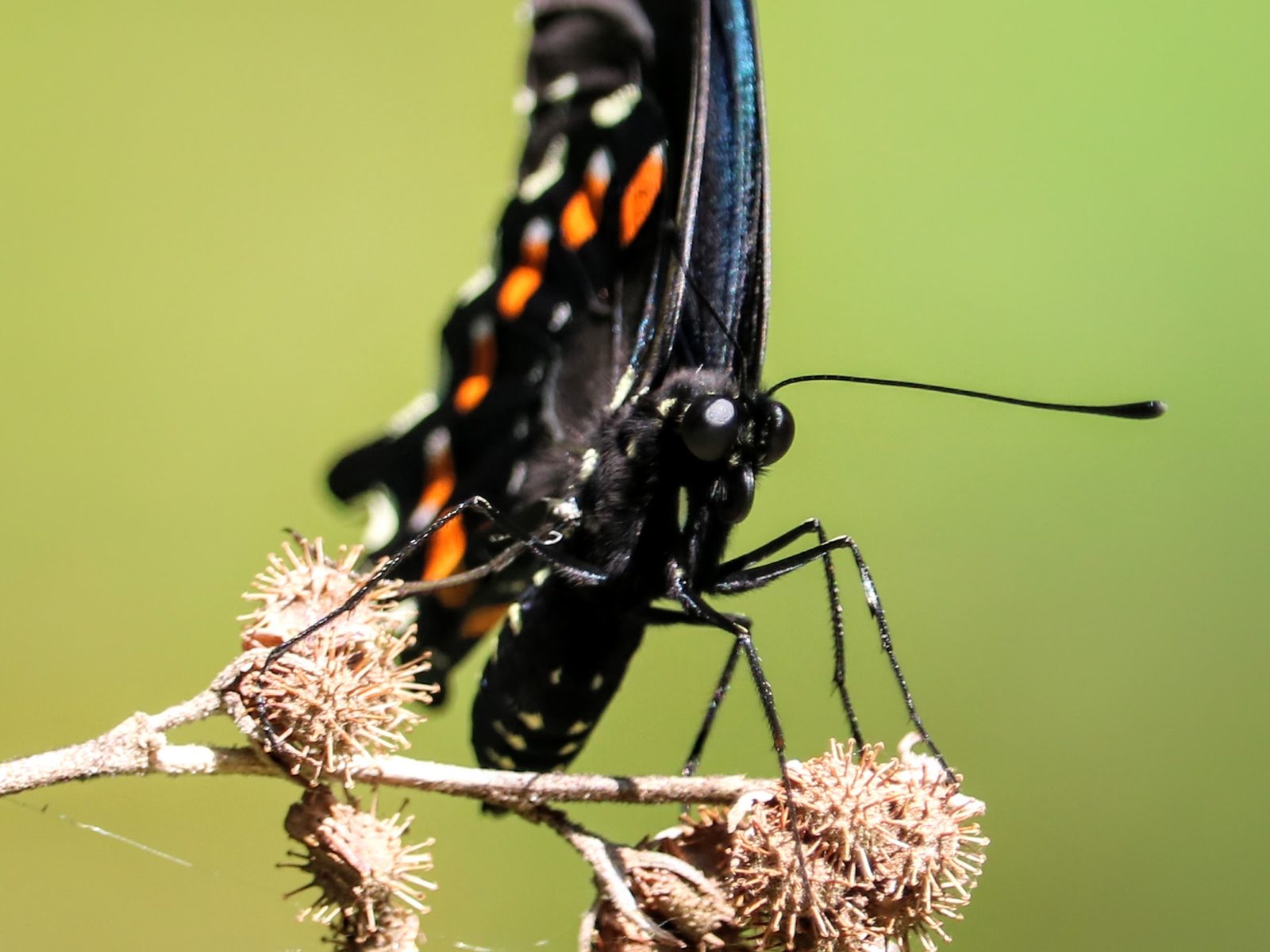 Sighting by Scott Anderson, 5/04/2020, in Florida | NABA Butterfly ...