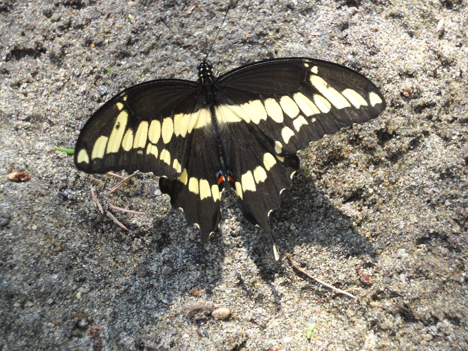 Sighting by William Roehrig, 8/10/2014, in New York | NABA Butterfly ...