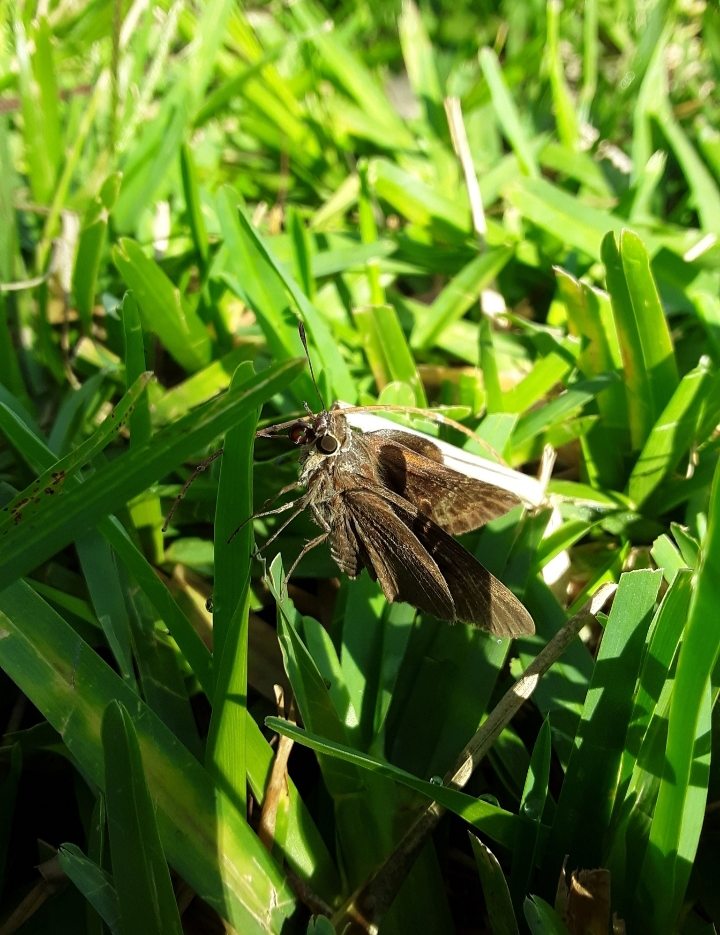 Sighting by Steve Carbol, 6/10/2020, in Florida | NABA Butterfly Sightings