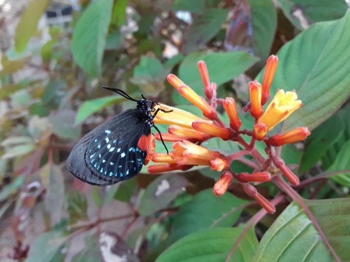 Sighting by Steve Carbol, 6/10/2020, in Florida | NABA Butterfly Sightings