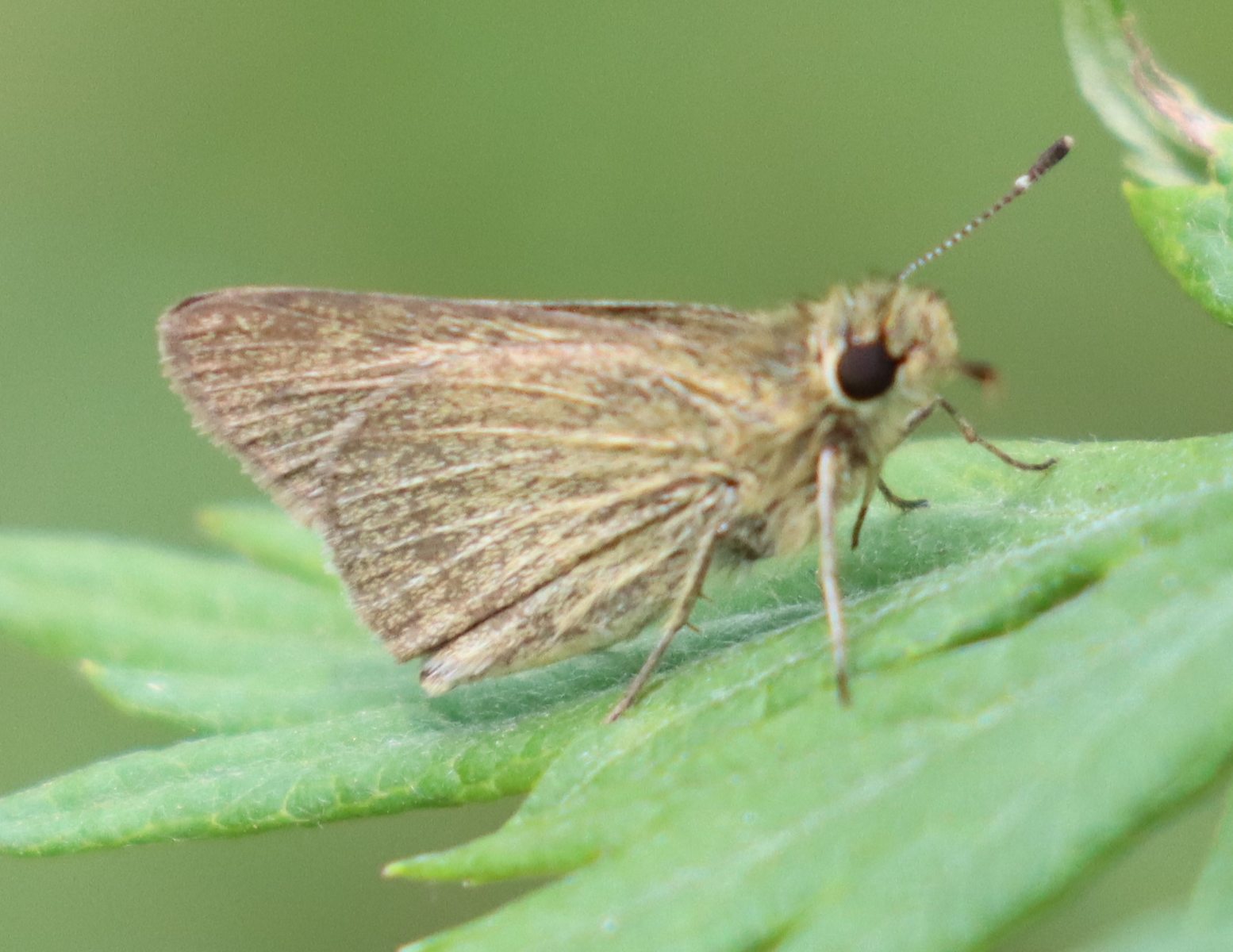 Sighting by Mike Troyan, 6/20/2020, in New York | NABA Butterfly Sightings
