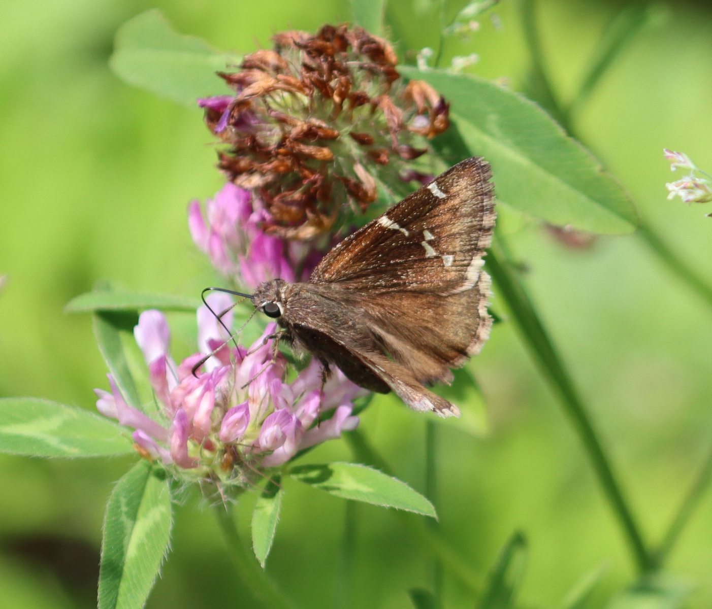 Sighting by Mike Troyan, 6/20/2020, in New York | NABA Butterfly Sightings
