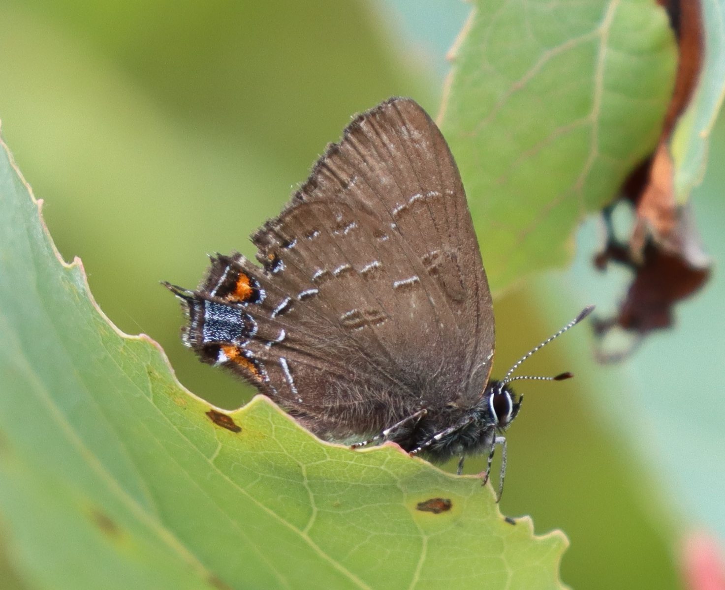 Sighting by Mike Troyan, 7/08/2020, in New York | NABA Butterfly Sightings