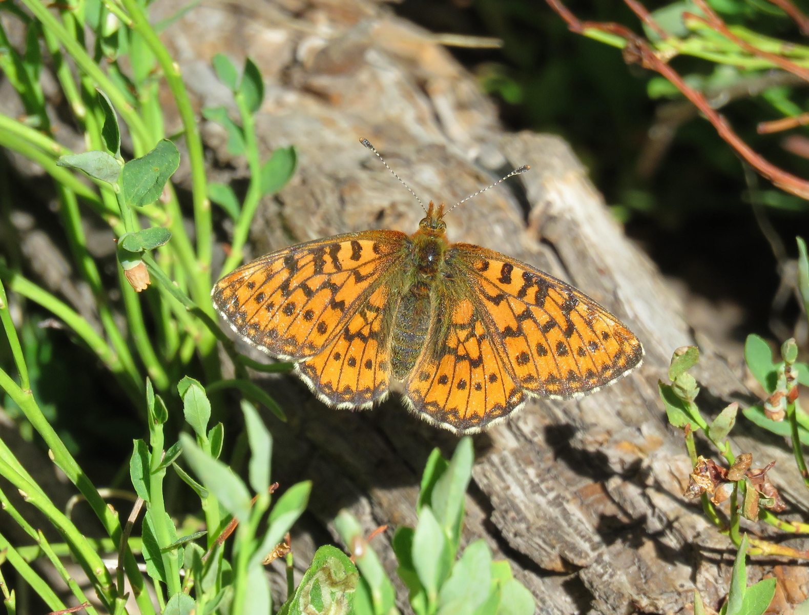 Sighting by Jeanette Klodzen, 7/14/2020, in Utah | NABA Butterfly Sightings