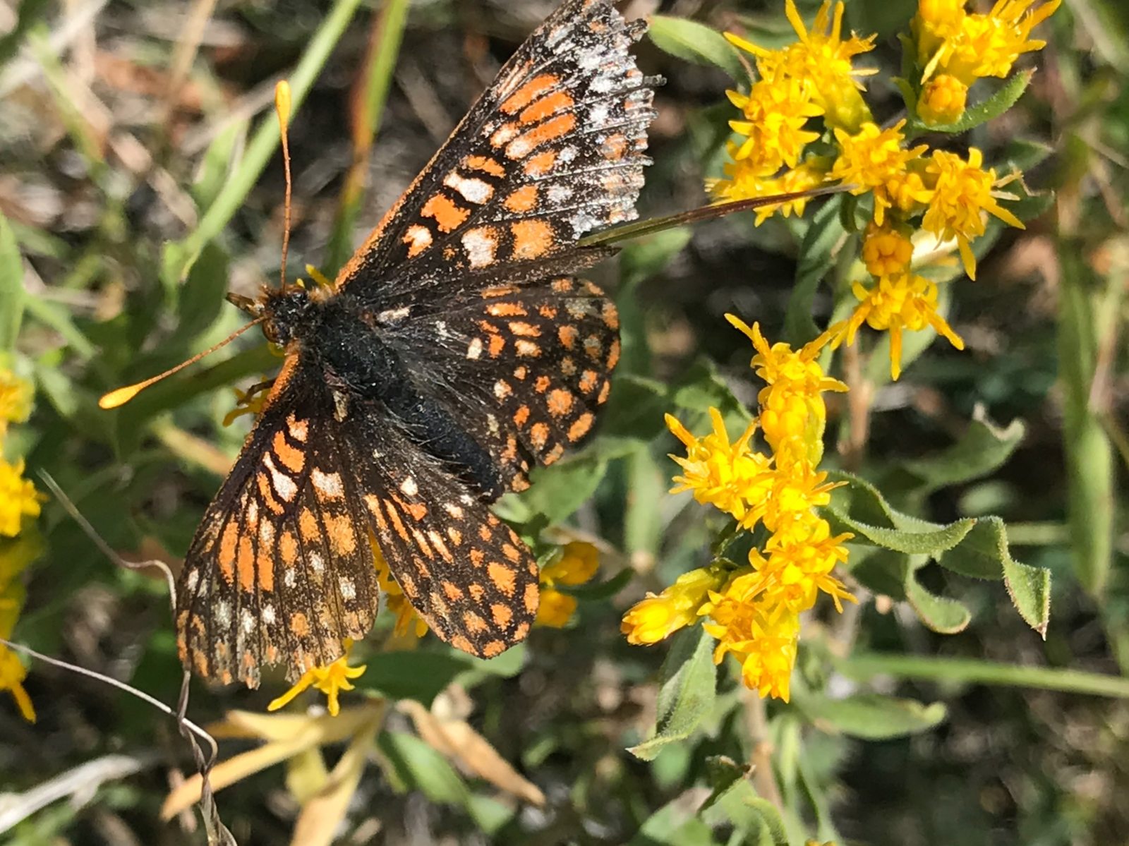 Sighting by Brant Reif, 8/06/2020, in Wyoming | NABA Butterfly Sightings