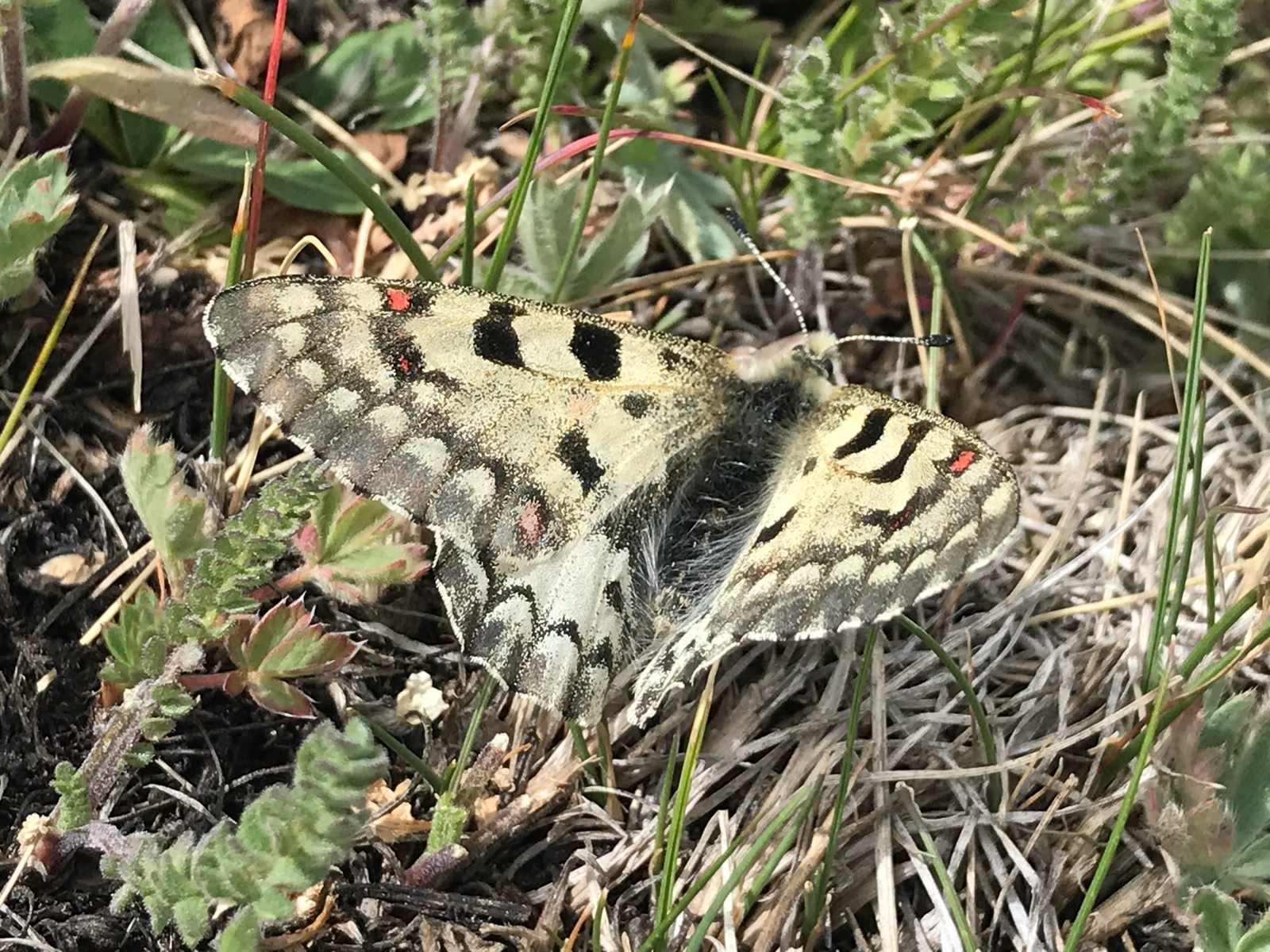 Sighting by Brant Reif, 8/06/2020, in Wyoming | NABA Butterfly Sightings