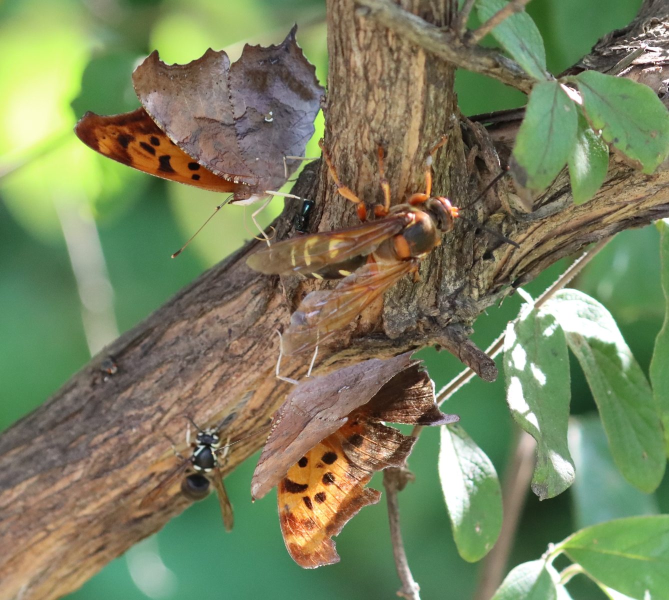 Sighting by Mike Troyan, 8/18/2020, in New York | NABA Butterfly Sightings