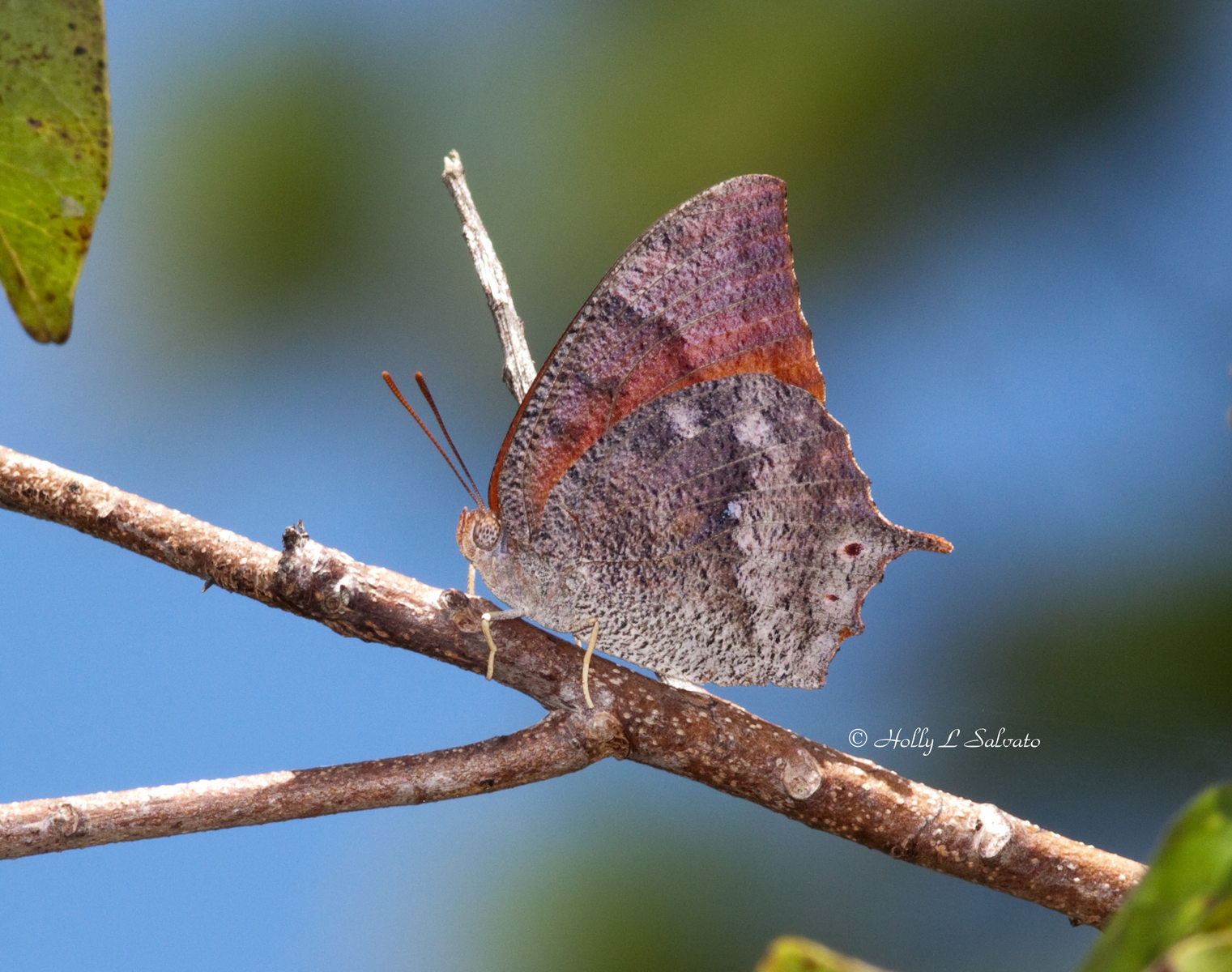 Sighting by Mark Salvato, 8/23/2014, in Florida | NABA Butterfly Sightings
