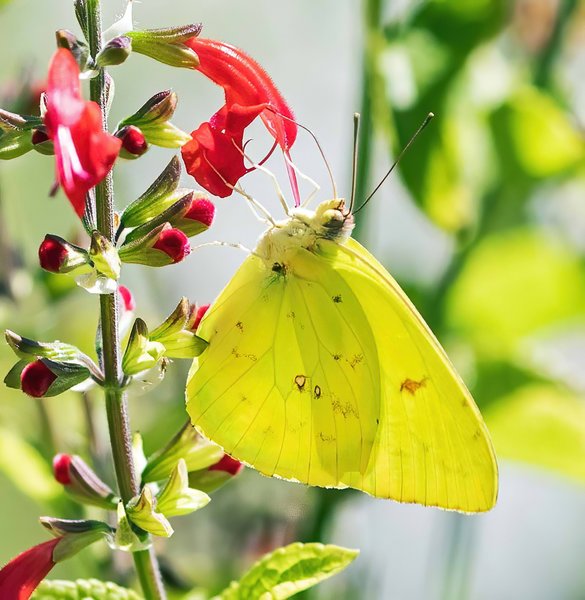 Sighting by Ken Wilson, 9/27/2020, in California | NABA Butterfly Sightings