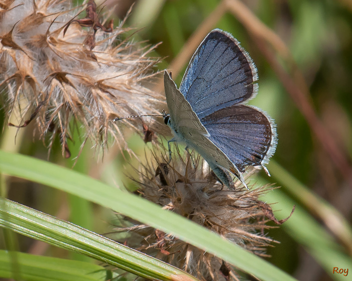 Recent sightings | NABA Butterfly Sightings