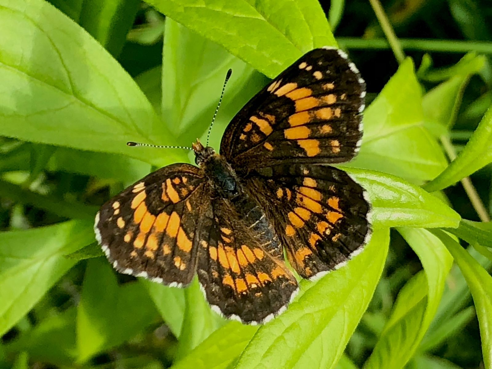 Recent sightings | NABA Butterfly Sightings