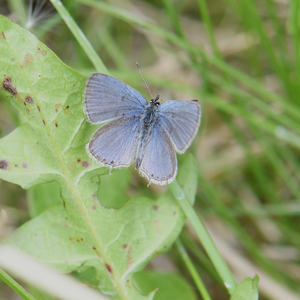 Recent sightings | NABA Butterfly Sightings