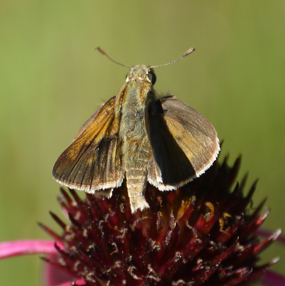 Sighting by Dale Bonk, 6/17/2021, in Kentucky | NABA Butterfly Sightings