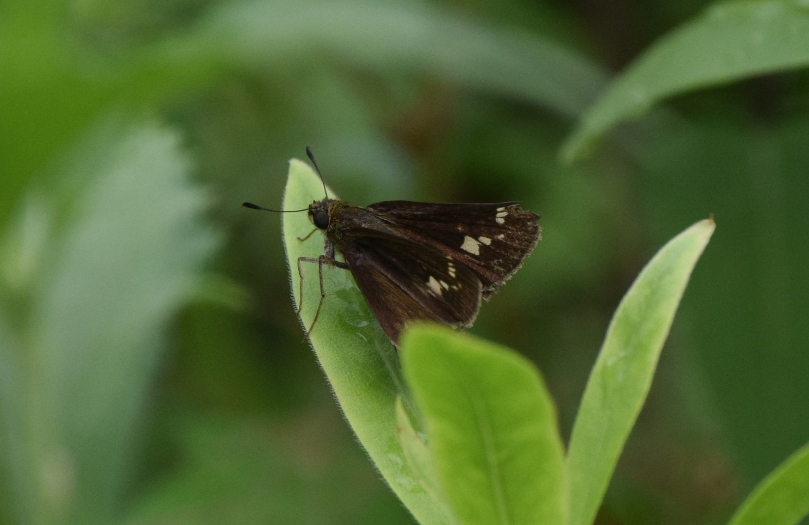 Sightings for July 2021 | NABA Butterfly Sightings