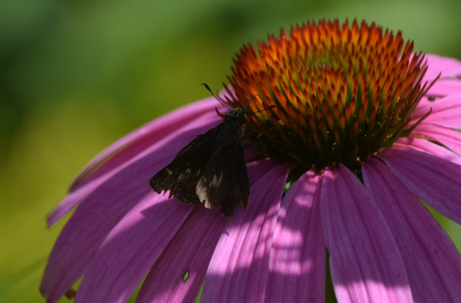 Sightings for July 2021 | NABA Butterfly Sightings
